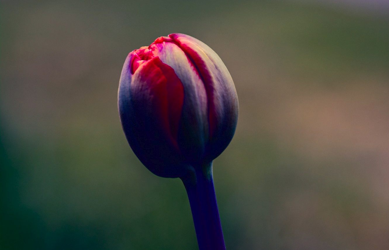 Day 789, too colorful. – Nochrisis