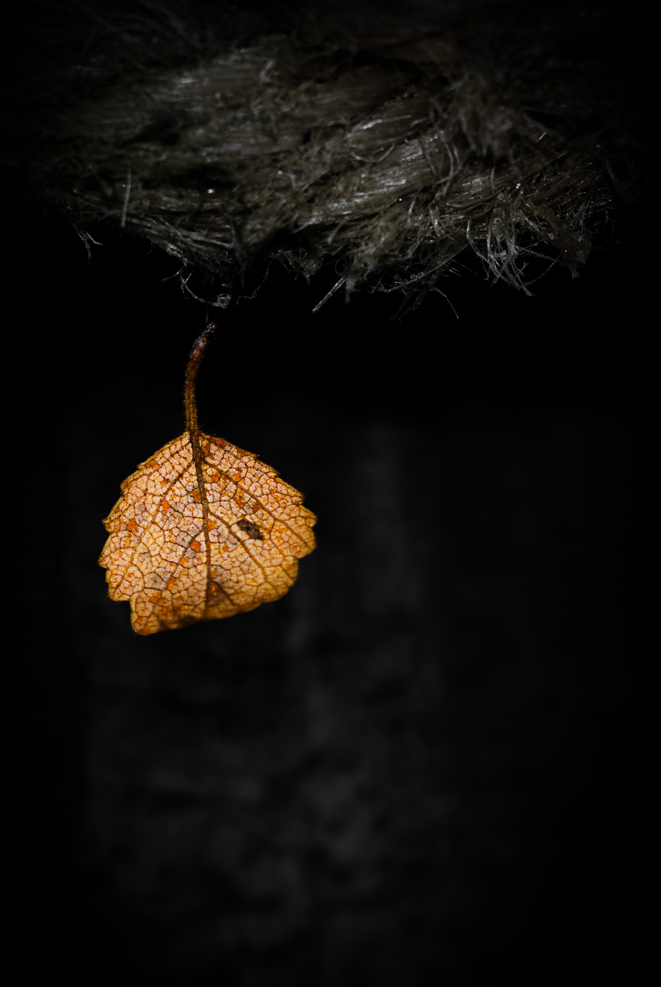 Day 2486, just enough. – Nochrisis